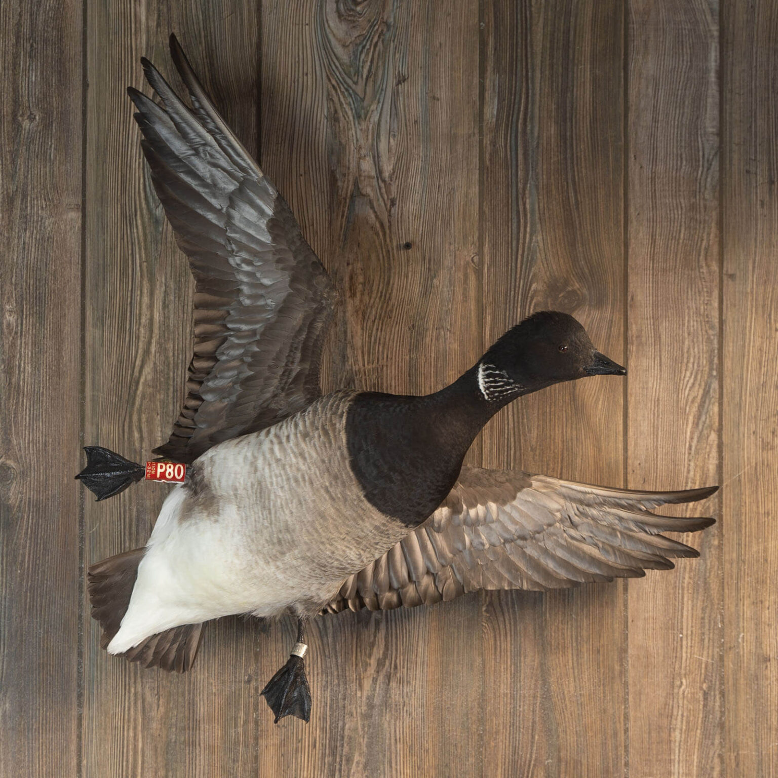 Taxidermy - Full Circle Waterfowl