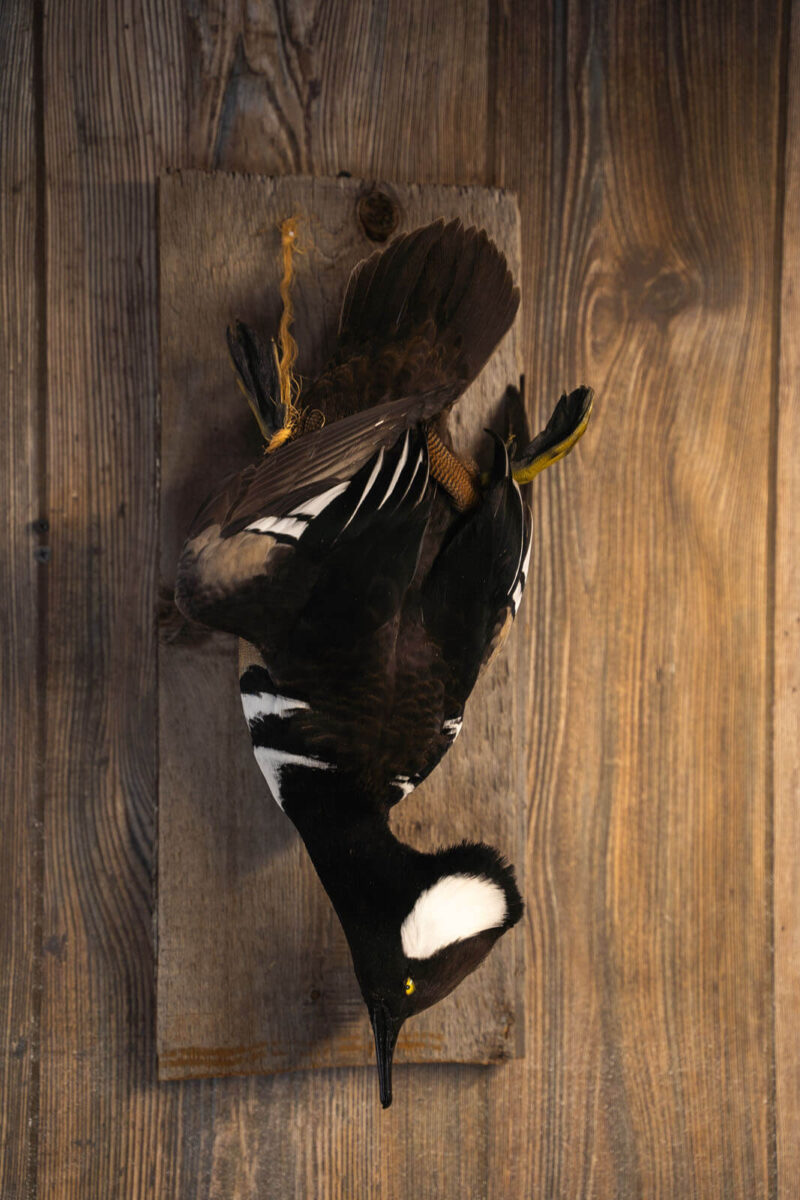 Taxidermy - Full Circle Waterfowl