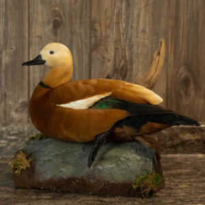 Taxidermy - Full Circle Waterfowl